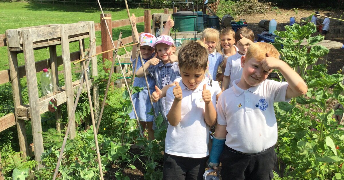 Caring for our vegetable patch | Anson CE Primary School