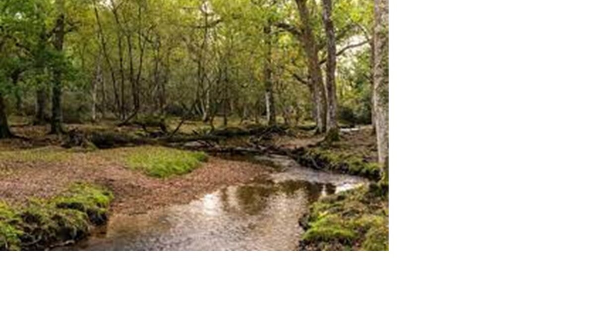 Orienteering Trip to Cannock Chase | Anson CE Primary School
