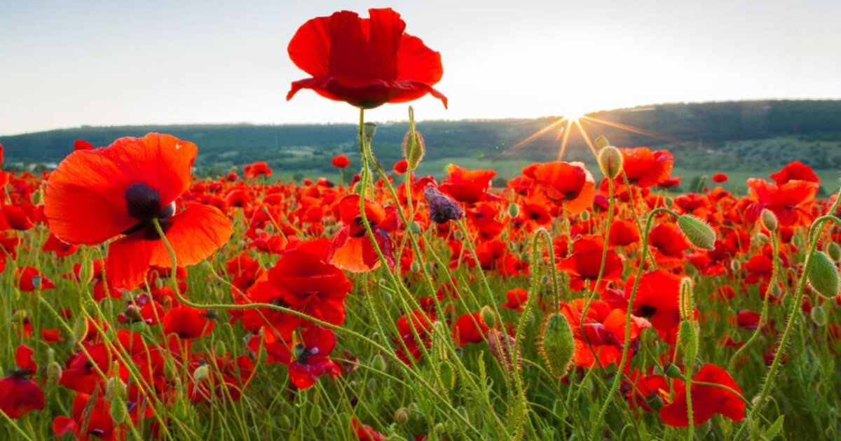 Remembrance Day 2024 | Astley Park School