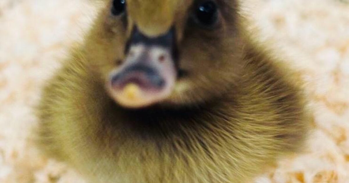 Duckling Fun!! | Brookfields Special School
