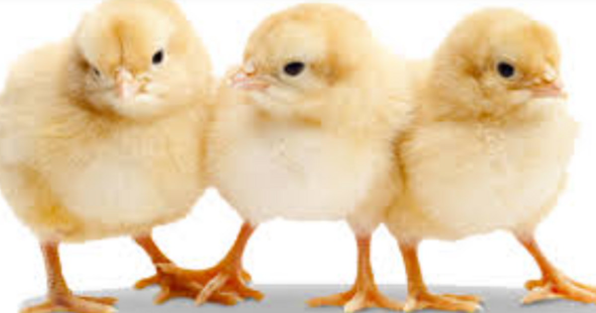 New arrivals in Foundation! | Hawes Side Academy