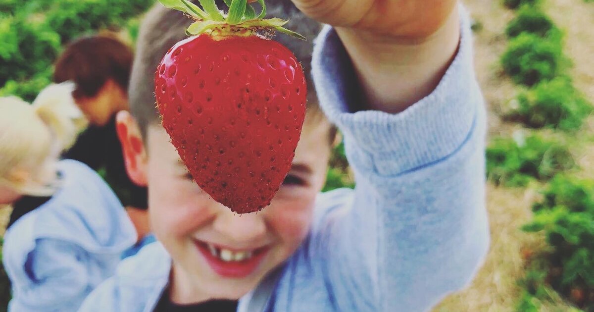 Scrumptious Strawberries! | Hill View Primary School