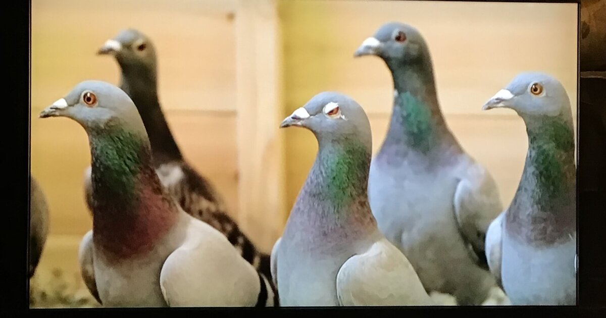 BBC The One Show - Racing Pigeons | Mount Carmel Roman Catholic High School