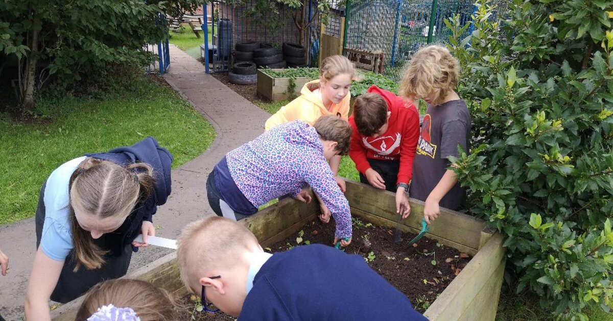 Planting bulbs ready for next Spring | Roose Community Primary School