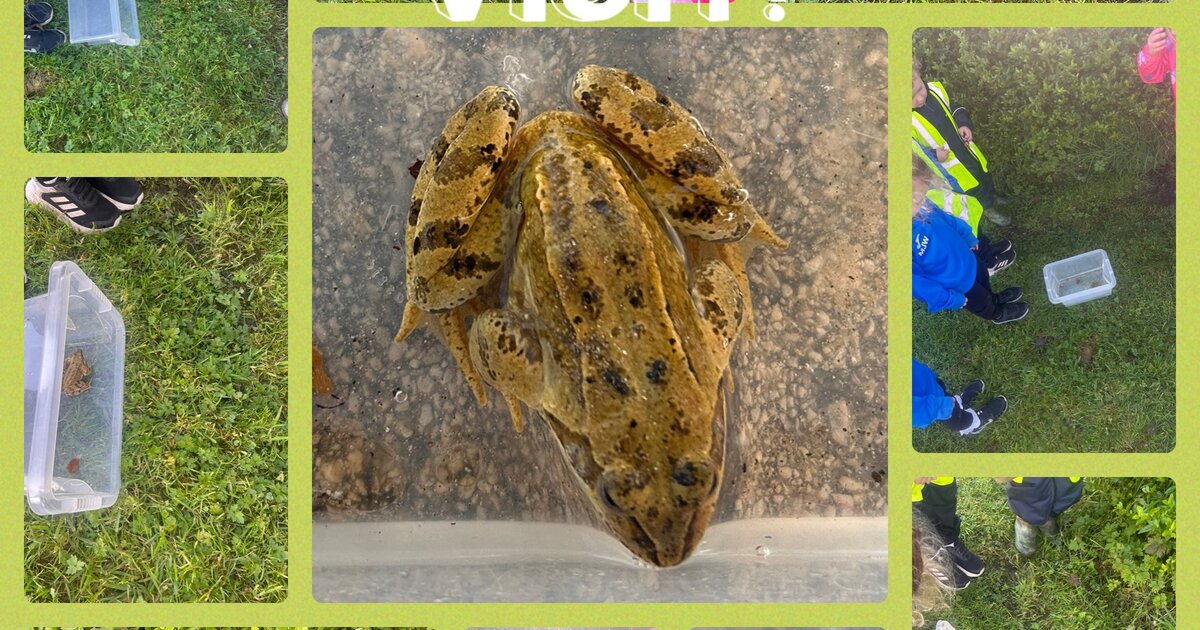 Reception: Surprise Frog Visit | St Barnabas Primary School, A Church ...