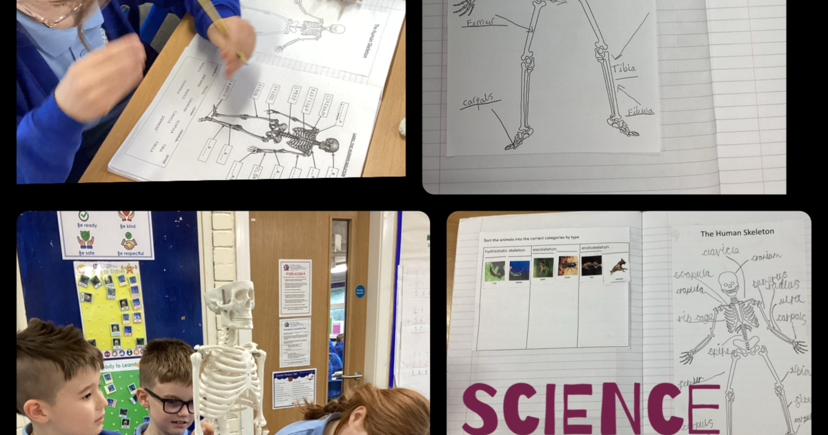 Year 3- Science- Labelling the human skeleton | St Barnabas Primary ...